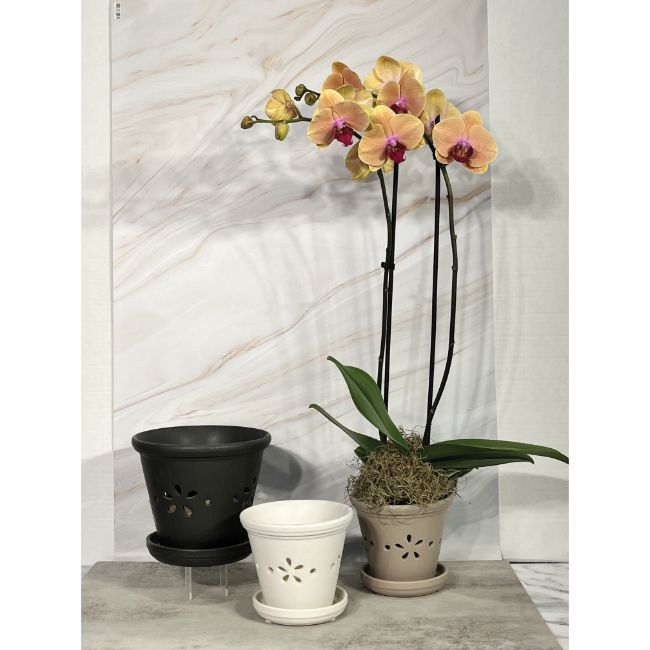 Product - Daisy Orchid Pot, 7.25" x 6", Matte Colors Assorted | Daisy ...