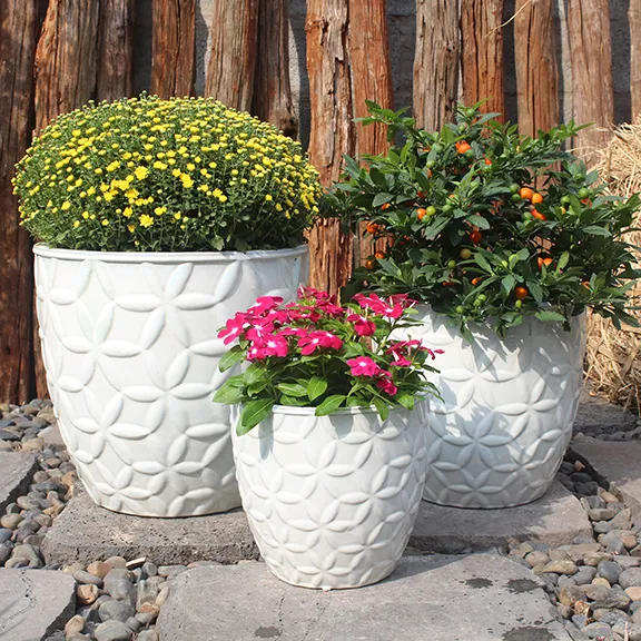 Product - Delphina Assortment | Delphina Assortment: Starflower, Matrix ...